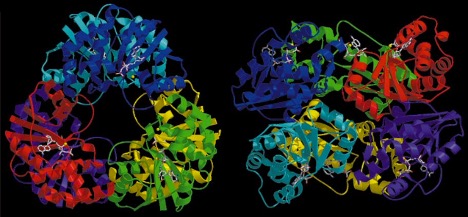 オーソモレキュラー医学会|記事ページ